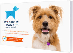 Wisdom Panel 2020 Review - What Secrets Can Your Dog’s DNA Reveal?