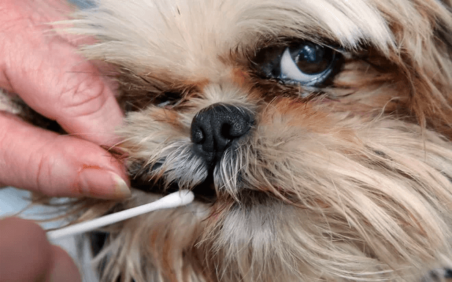 Find My Pet DNA Review 2025 – Is Your Pet Dog Purebred? Find My Pet DNA Review 2025 – Is Your Pet Dog Purebred?
