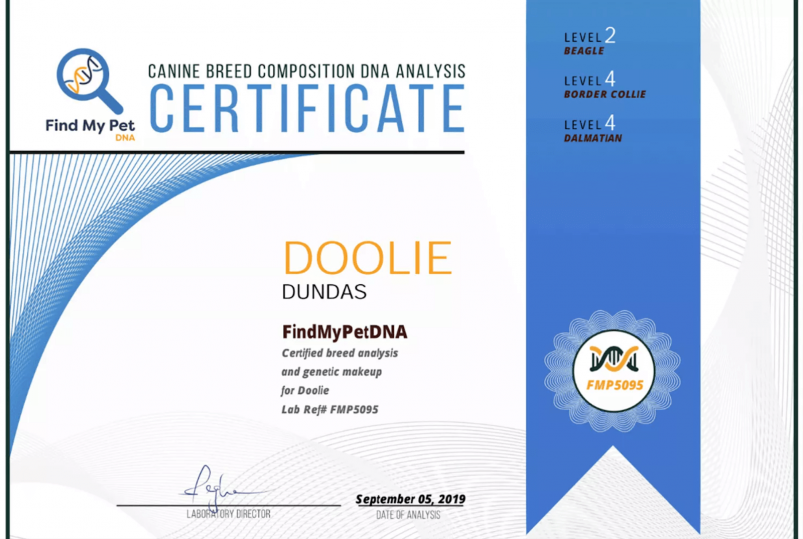 Find My Pet DNA Review 2025 – Is Your Pet Dog Purebred? Find My Pet DNA Review 2025 – Is Your Pet Dog Purebred?