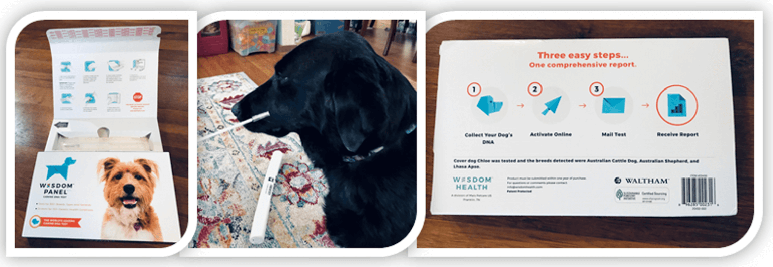 Wisdom Panel 2026 Review: What Your Dog’s DNA Reveals
