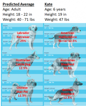 Wisdom Panel 2025 Review: What Your Dog’s DNA Reveals