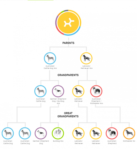 Embark 2021 Review - Test Your Pet’s Genetic Health at Home