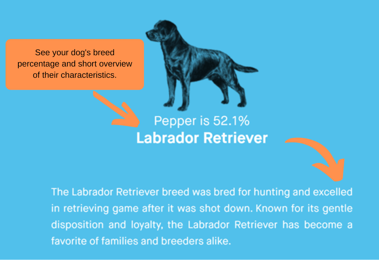 Embark vs Wisdom Panel 2026: Which is Best?